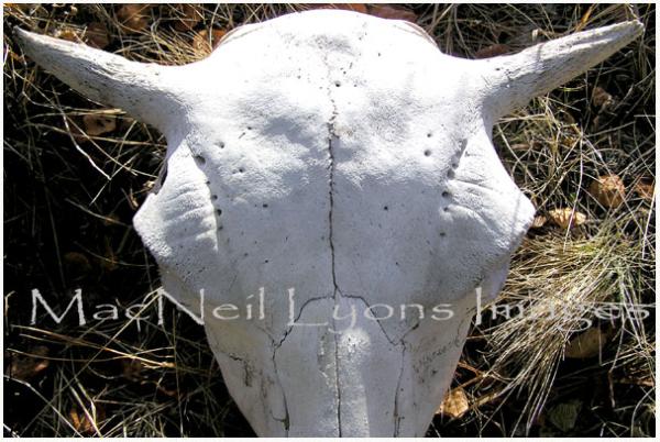 Bison Skull, MacNeil Lyons Images