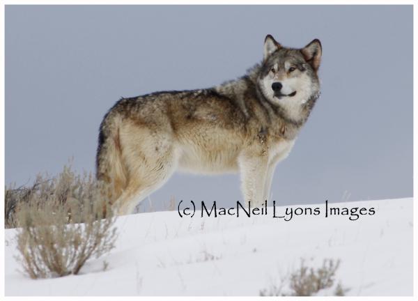 Mollie Pack Wolf, Last Look Back - Copyright MacNeil Lyons Images